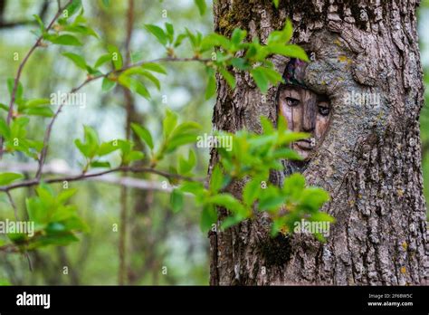 Mysterious Face Carved In Tree Trunk In Forest Stock Photo Alamy