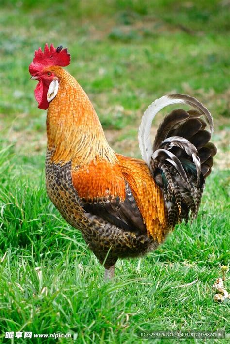 鸡摄影图 家禽家畜 生物世界 摄影图库 昵图网