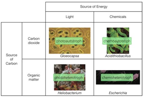 Metabolism Lecture 12 Flashcards Quizlet