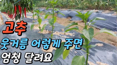 고추 웃거름추비 이렇게 주면 엄청 달립니다 웃거름 주는 방법 핵심만 정리하였습니다 Youtube