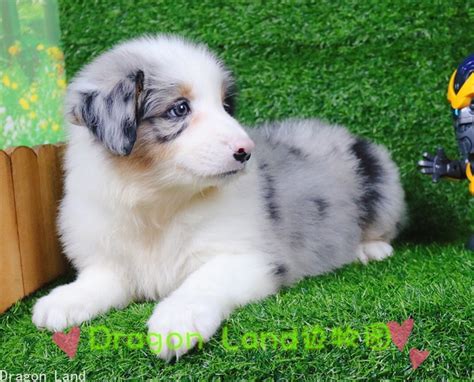 蓝陨石边牧犬 黑白 话 大山谷图库