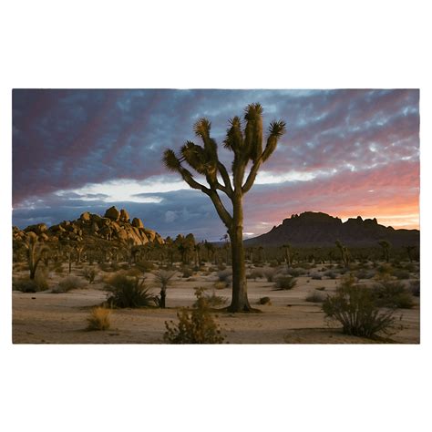 [100 ] Joshua Tree Png Images