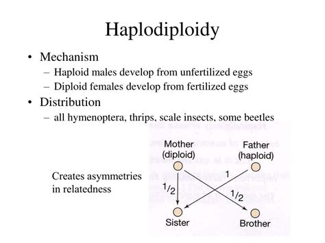 PPT Sex And Sex Ratio PowerPoint Presentation Free Download ID 1393950