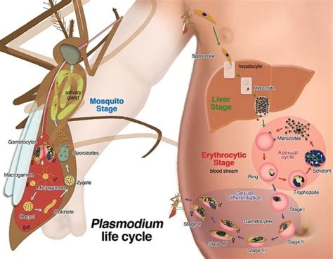 Difference Between Plasmodium Falciparum And Plasmodium Vivax