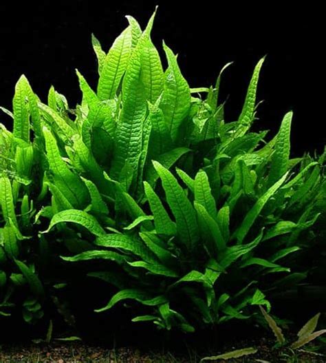 15 Aquarium Plants That Dont Need Substrate
