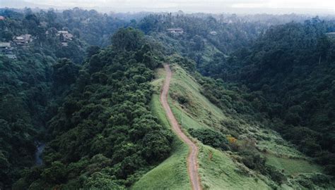Scientists Raise Alarm About Human Driven Extinction Threat To Tree Of Life Branches