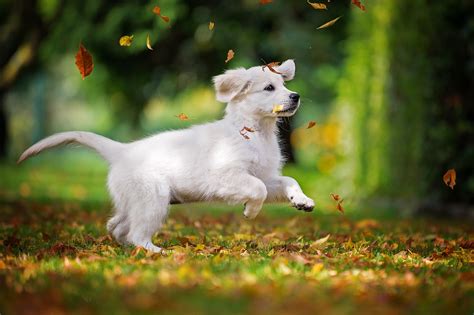 Cute Puppy Wallpaper Hd