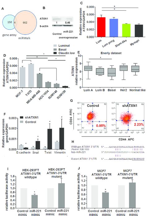mir 221 targets atxn1 in normal and malignant breast stem like cells