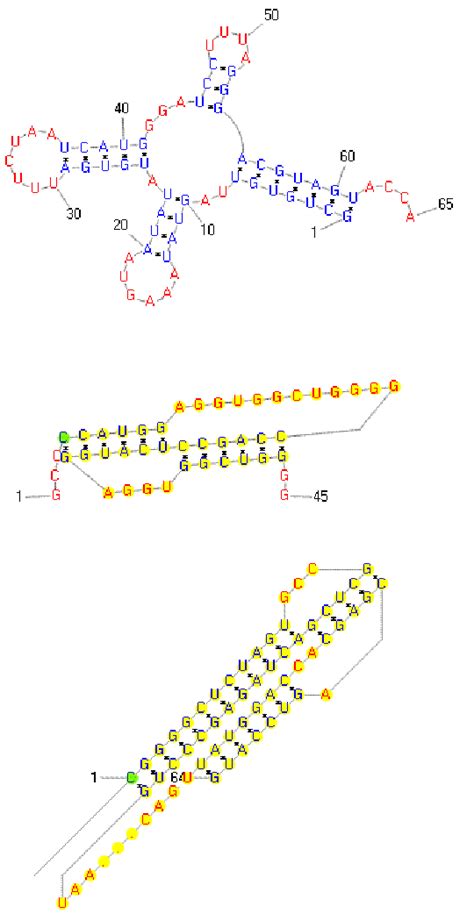 1 A Pseudoknot Free Structure Top An H Type Pseudoknotted Structure