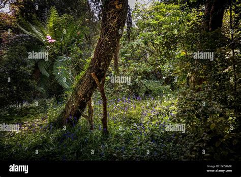 A Tree Propped Up With Sawn Branches In The Wild Sub Tropical Penjjick Garden In Cornwall