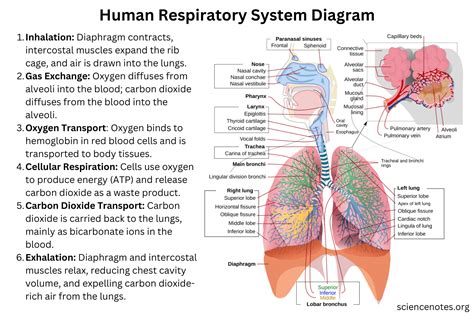 Human Respiratory System Functions Diagram Organs