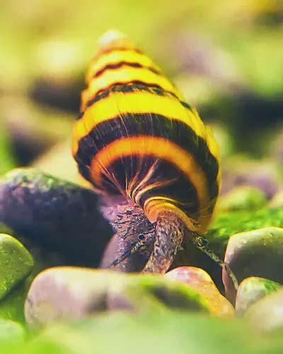 Do Assassin Snails Eat Shrimp The Ultimate Coexisting Guide