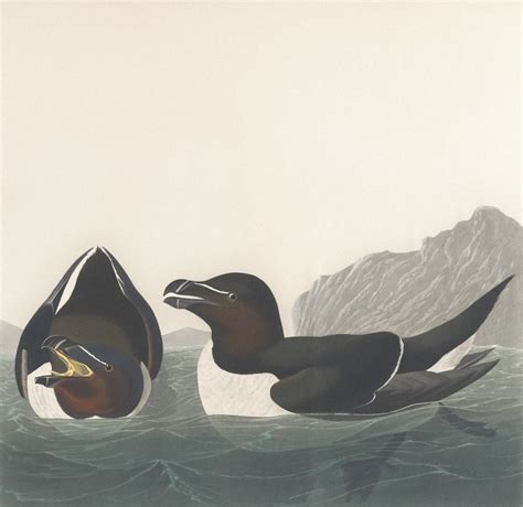 물 위에 떠 있는 오리 두 마리 사진 Unsplash의 무료 회색 이미지