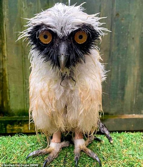 Wet Owl