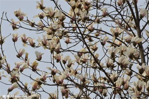 望春玉兰摄影图 花草 生物世界 摄影图库 昵图网
