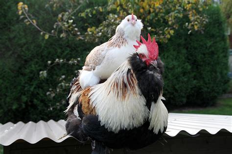 닭 암탉 수탉 Pixabay의 무료 사진