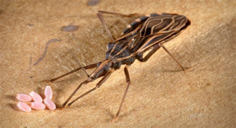 벌레물림 포스트쉐어