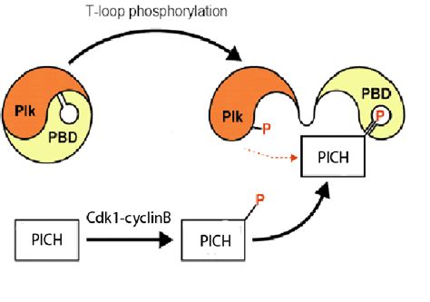 Pich Is A Cdk1 Dependent Substrate Of Plk1 Following A Priming Download Scientific Diagram