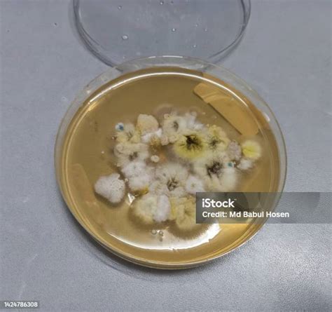 곰팡이는 효모 곰팡이 및 곰팡이 테스트를 분리하고 배양하기 위해 맥아 추출물 한천 배지에서 자랍니다 곰팡이에 대한 스톡 사진 및 기타 이미지 Istock