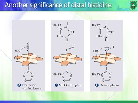 Ppt Globular Proteins Myoglobin And Hemoglobin Powerpoint Presentation Id 6183537