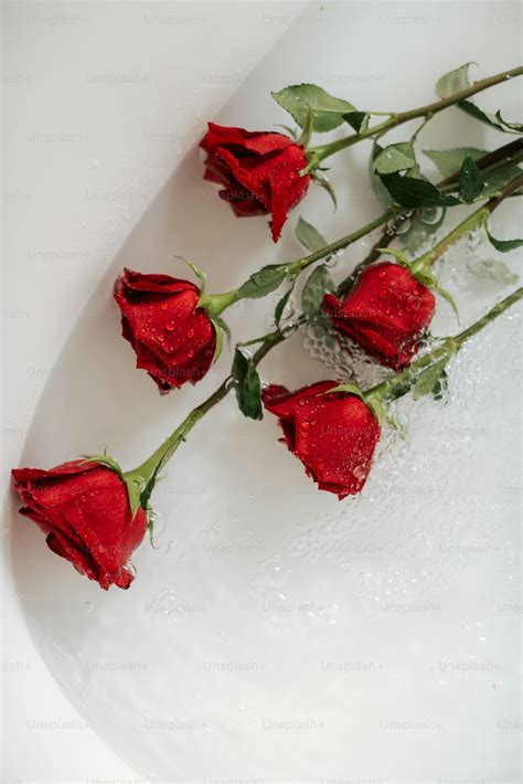 흰 접시 위에 앉아있는 빨간 장미 한 다발 사진 Unsplash의 빨간 장미 이미지