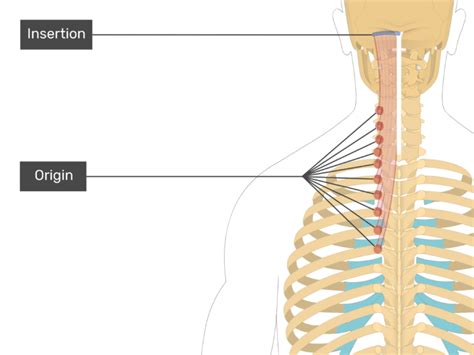 Semispinalis Capitis Muscle Getbodysmart