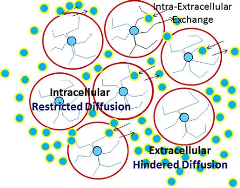 Complex Diffusion In A Tissue Schematic Drawing Of Water Diffusion In Download Scientific