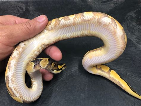 Od Yb Enchi Het Pied Ball Python By Always Evolving Pythons Morphmarket Od Yb Enchi Het Pied Ball Python By Always Evolving Pythons Morphmarket