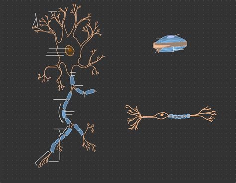 Neuron Structure Diagram Quizlet
