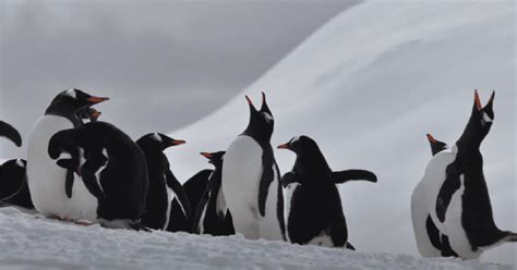 Springtime In Antarctica The Daily Bo Snerdley