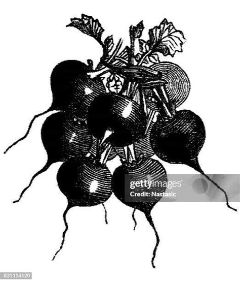 Tiny Turnip Photos And Premium High Res Pictures Getty Images