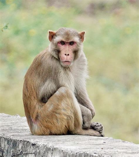 India Rhesus Macaque Pic For Today