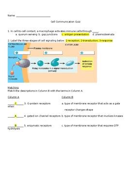 Cell Communication Quiz And Key By Science Corner TPT