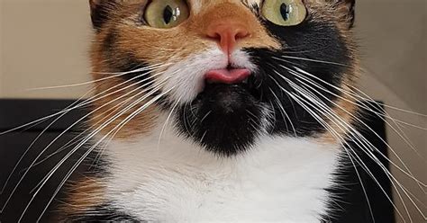 Derpy Blep Album On Imgur