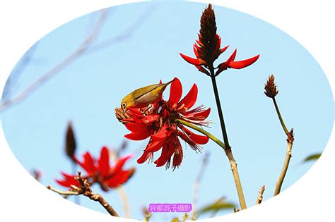 冬日鳥踪 繡眼相思鳥 原創 异鄉游子的博客 PhotoFans摄影网