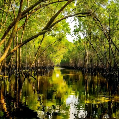 Sundarbans Mangrove Forest Images Free Download On Freepik