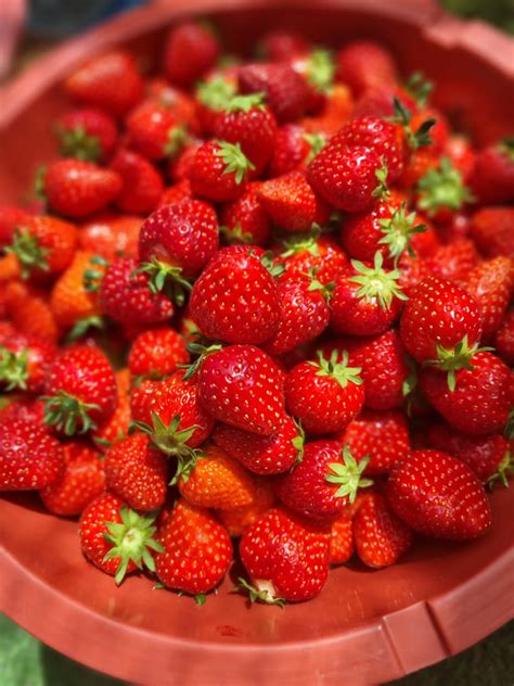🍓어린이집 어린이날 기념 딸기체험 🍓 아침 일찍 우엉계란 볶음밥으로 도시락을 만들어 딸기체험 농장으로 Go Go 🚍 딸기도