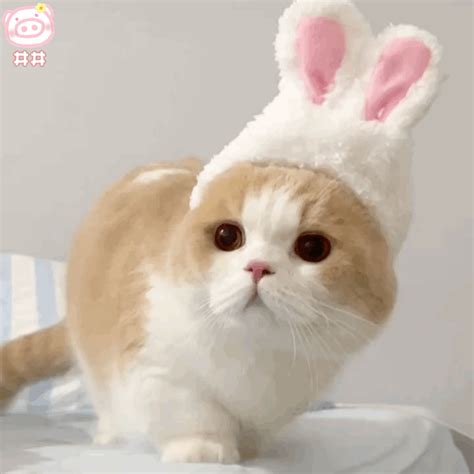猫咪表情包动图 可爱的表情包 高清图片堆糖美图壁纸兴趣社区