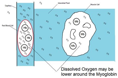 What About Myoglobin