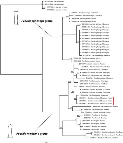 bayesian inference haplotype tree of short fin mollies numbers are