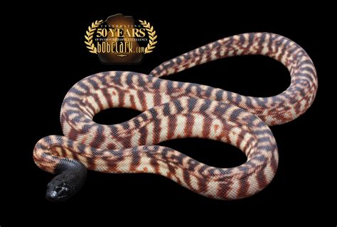 Other Reptiles Bob Clark Reptiles