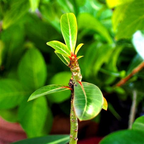 Olympus Viewer 3 Post Processing Jpeg Images Imagingpixel