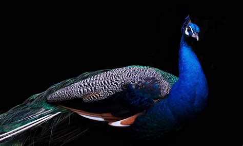 Peafowl Hd Wallpapers