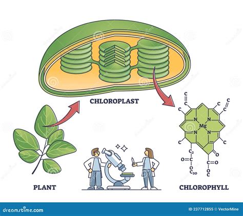 Chlorophyll And Chloroplast From Plant To Chemical Formula Outline