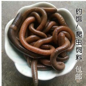 臭蚯蚓 黑蚯蚓 第10页 大山谷图库