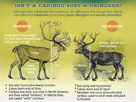 Cbc Docs Reindeer Vs Caribou Whats The Difference Facebook