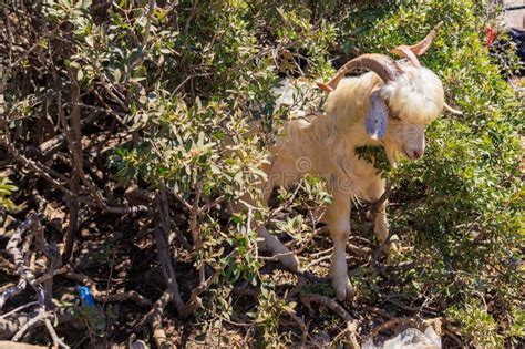 Cute Mountain Goat In The Bushes Background With Selective Focus And