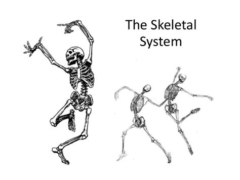 Skeletal System Support