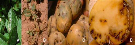 Photos 1 Symptoms Of Potato Tuber Moth Phthalimide Operculella