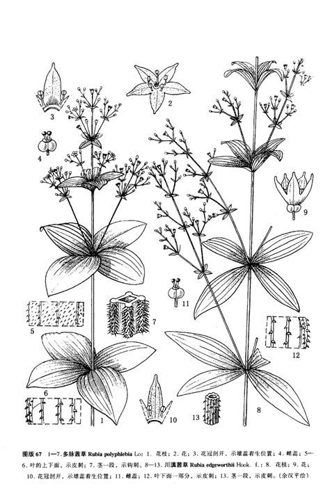 川滇茜草形態特徵生長環境分布範圍栽培技術藥用價值園藝中文百科全書